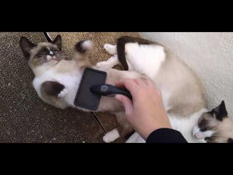 Video of adoptable pet named Minnow