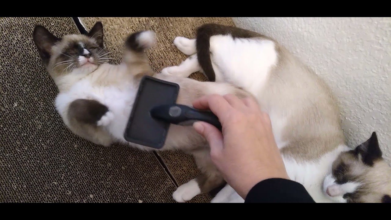 Video of adoptable pet named Minnow - YouTube