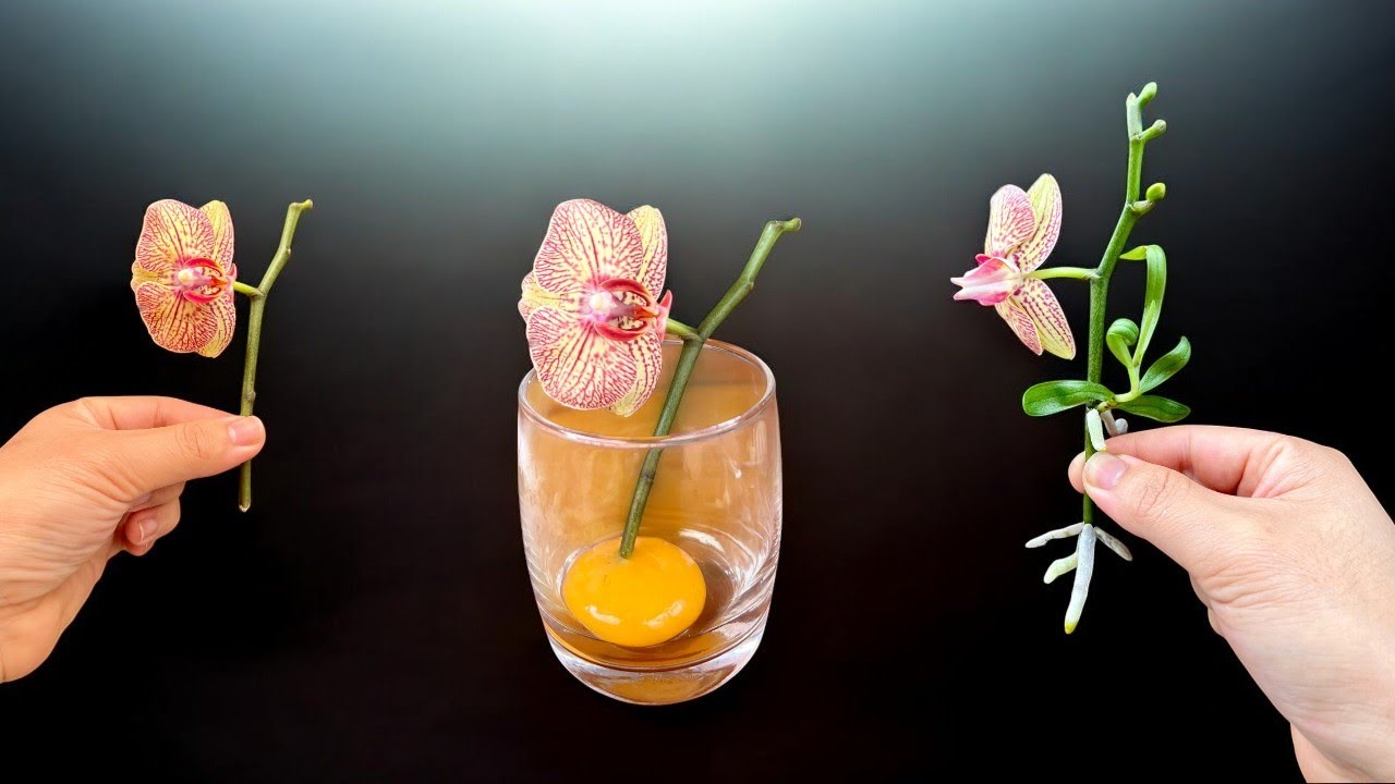 with just egg yolk! orchid propagation is extremely simple, rooting and germination 100%. - YouTube