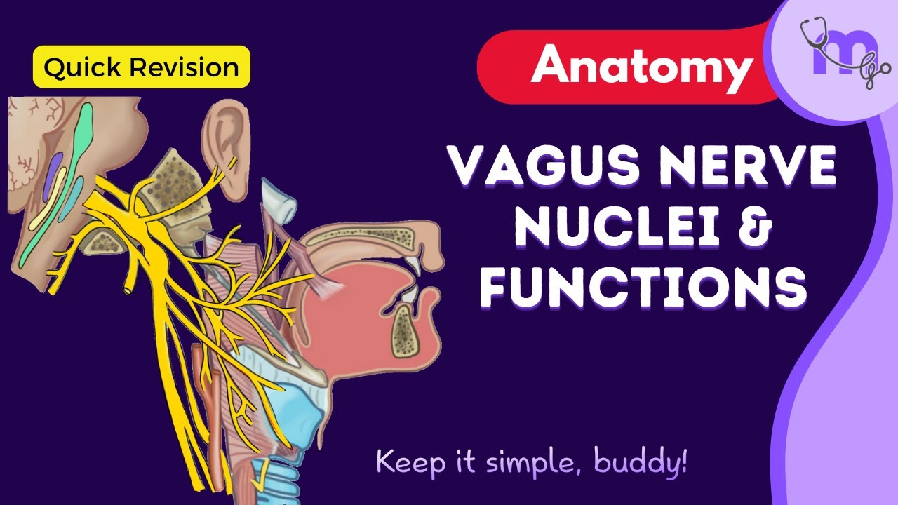 Vagus Nerve (CN X) Explained | Fibers, Branches, and Laryngeal Supply ...