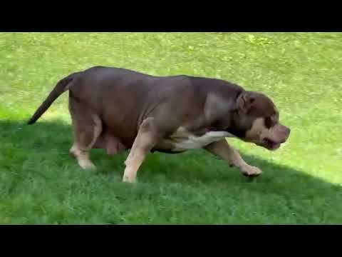 Muscletone's Diva #bully #bullyworld #dogbreed #dog #bullypedia #pocketbullies #bullymagazine