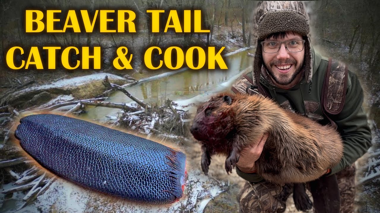 Public Land BEAVER! CATCH & COOK! - YouTube