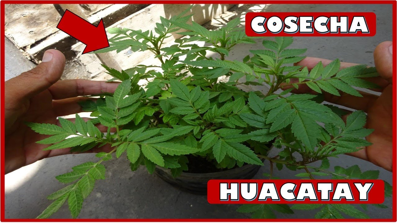 APRENDE A COSECHAR PLANTAS DE HUACATAY - YouTube