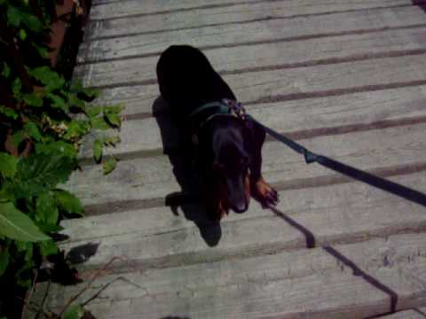 Scared dachshund - YouTube