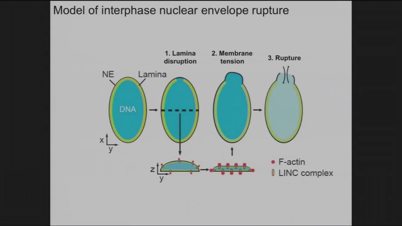 2016 Cell Science Symposium | Emily Hatch - YouTube