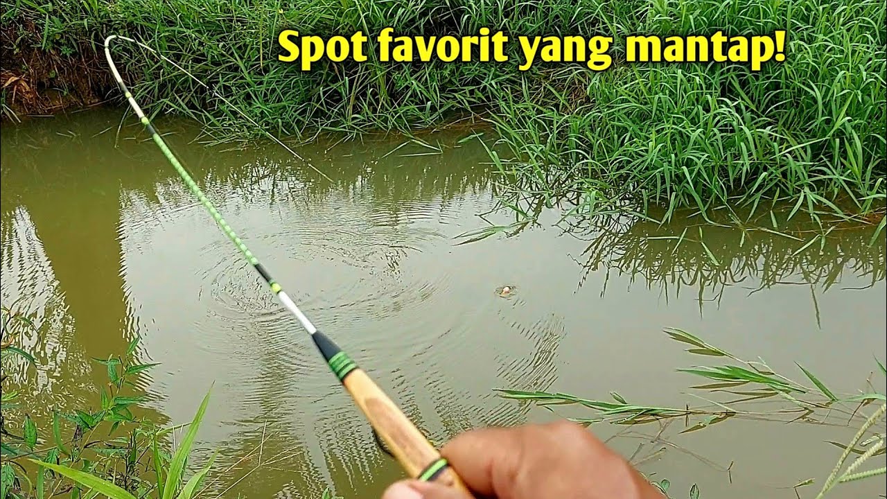 Mancing Ikan Wader Dekat Sawah Pas di Tempat Ngumpulnya (micro fishing) - YouTube