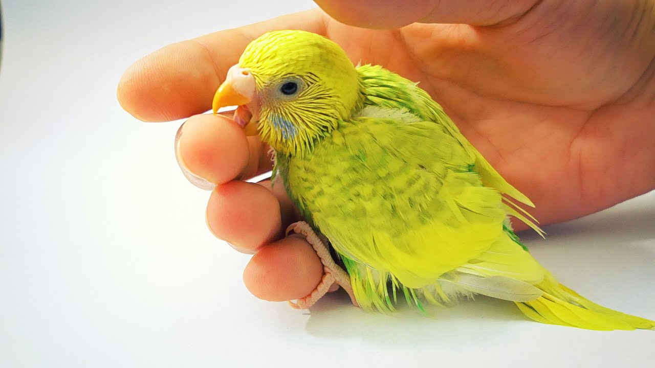Babies getting Feathers AMAZING COLORS 🔴 LIVE - YouTube