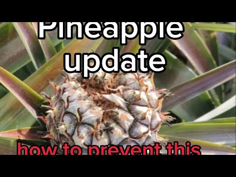 Pineapple Update and How to avoid pineapple damage from the sun 😎/ elstv / Ka_Pasko - YouTube