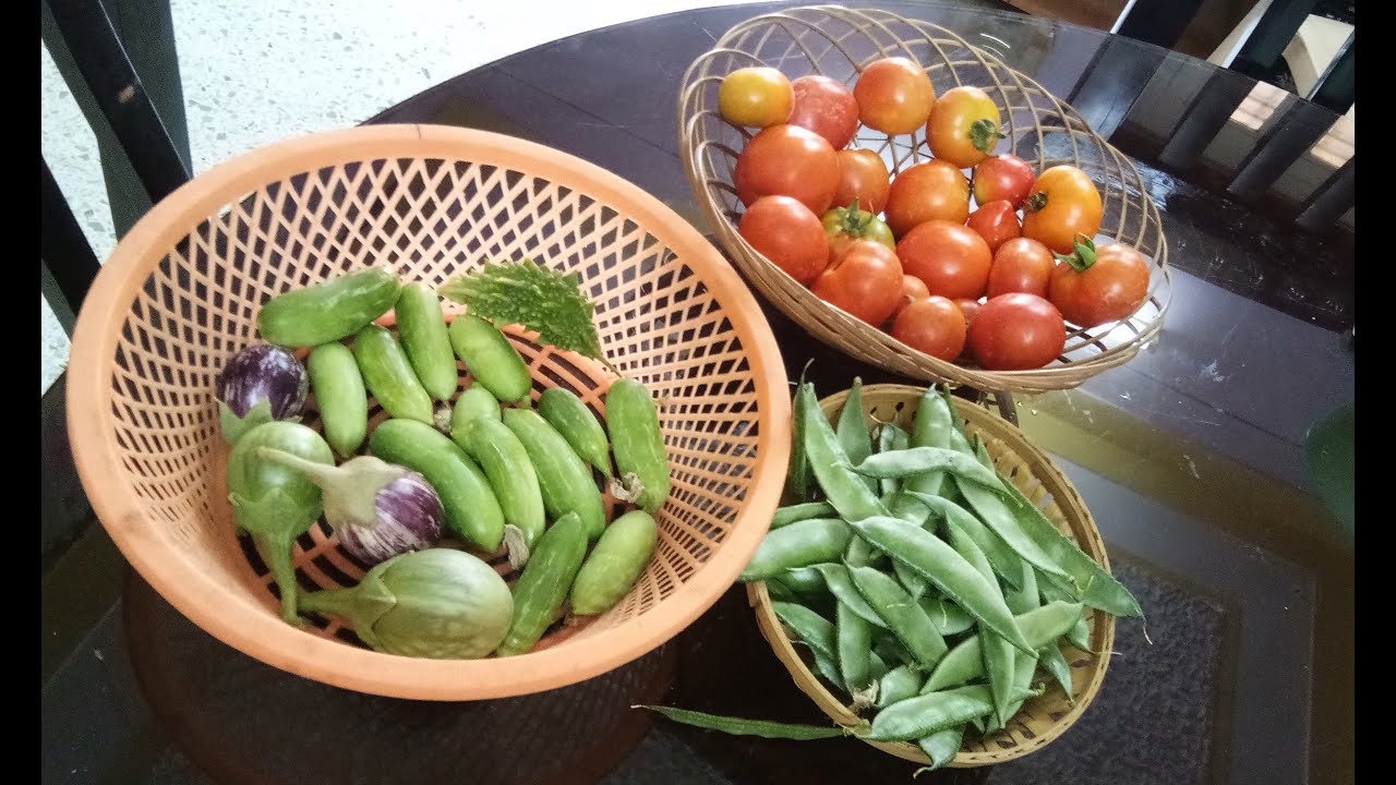 Harvesting Vegetables in our terrace garden - YouTube