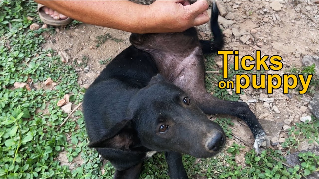 Help remove ticks from puppy in a family - YouTube