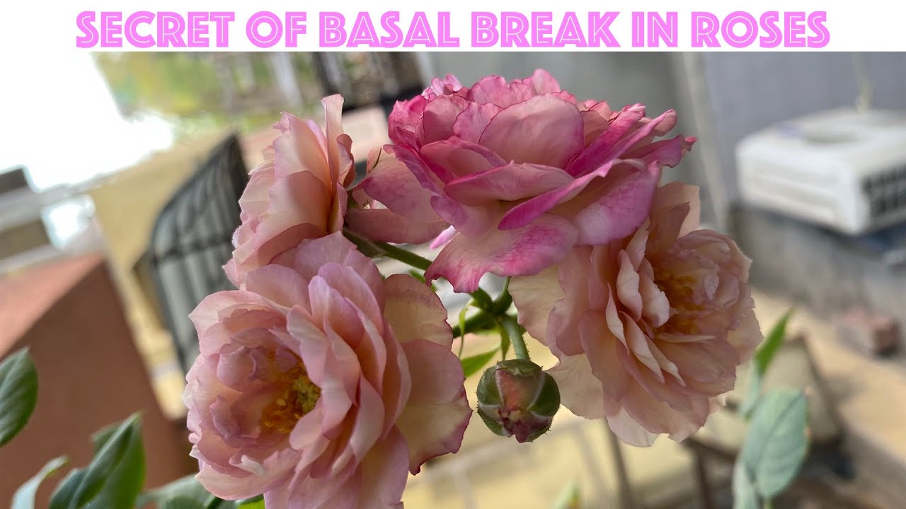 Secret of Basal Break in Roses || Fertiliser and Management - YouTube