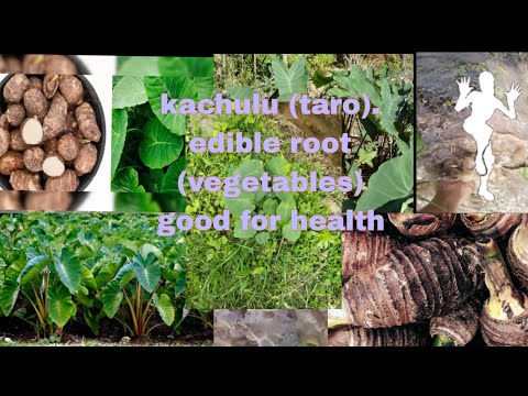 kachulu (taro) edible root vegetables near water bodies / Village Life ...