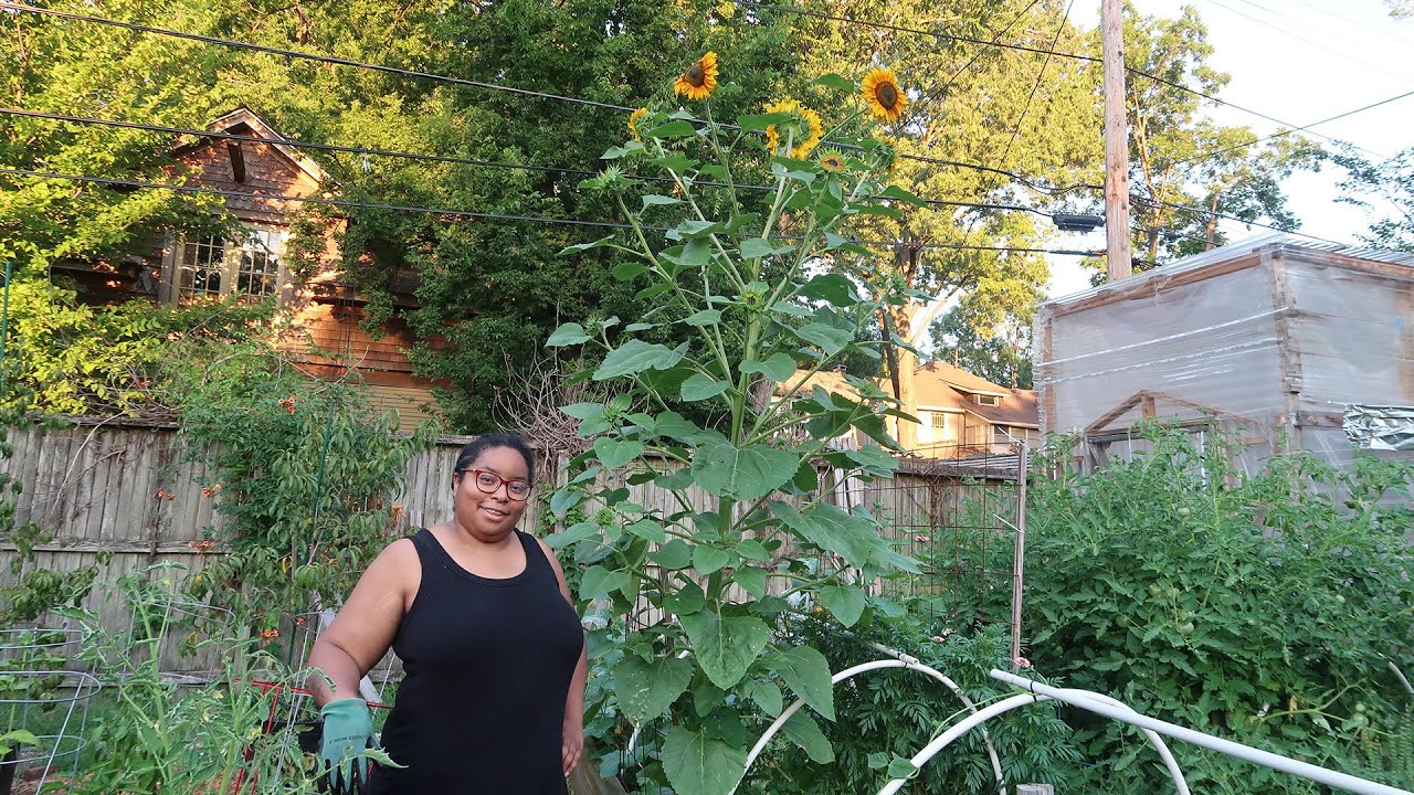 a 12-foot tall sunflower?! backyard garden vlog | zone 8a - YouTube