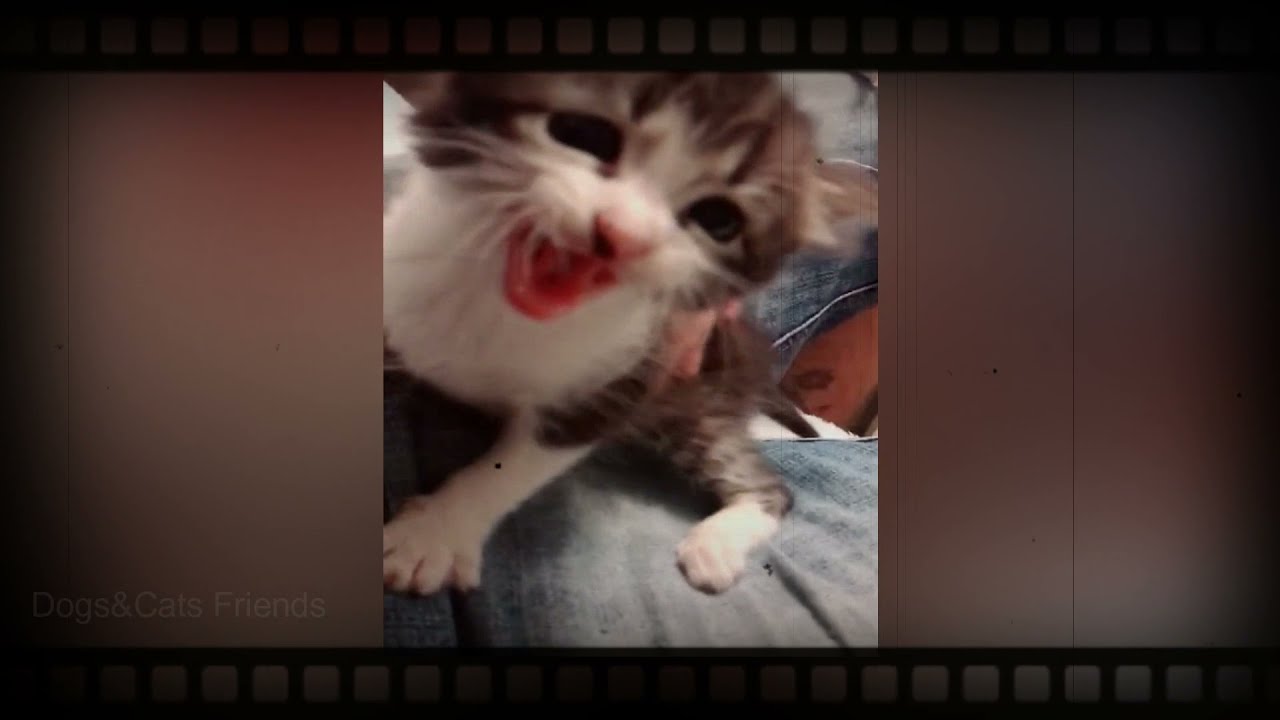 Cats Say Hello ( Talking , Angry Moments , Funny.... ) - YouTube