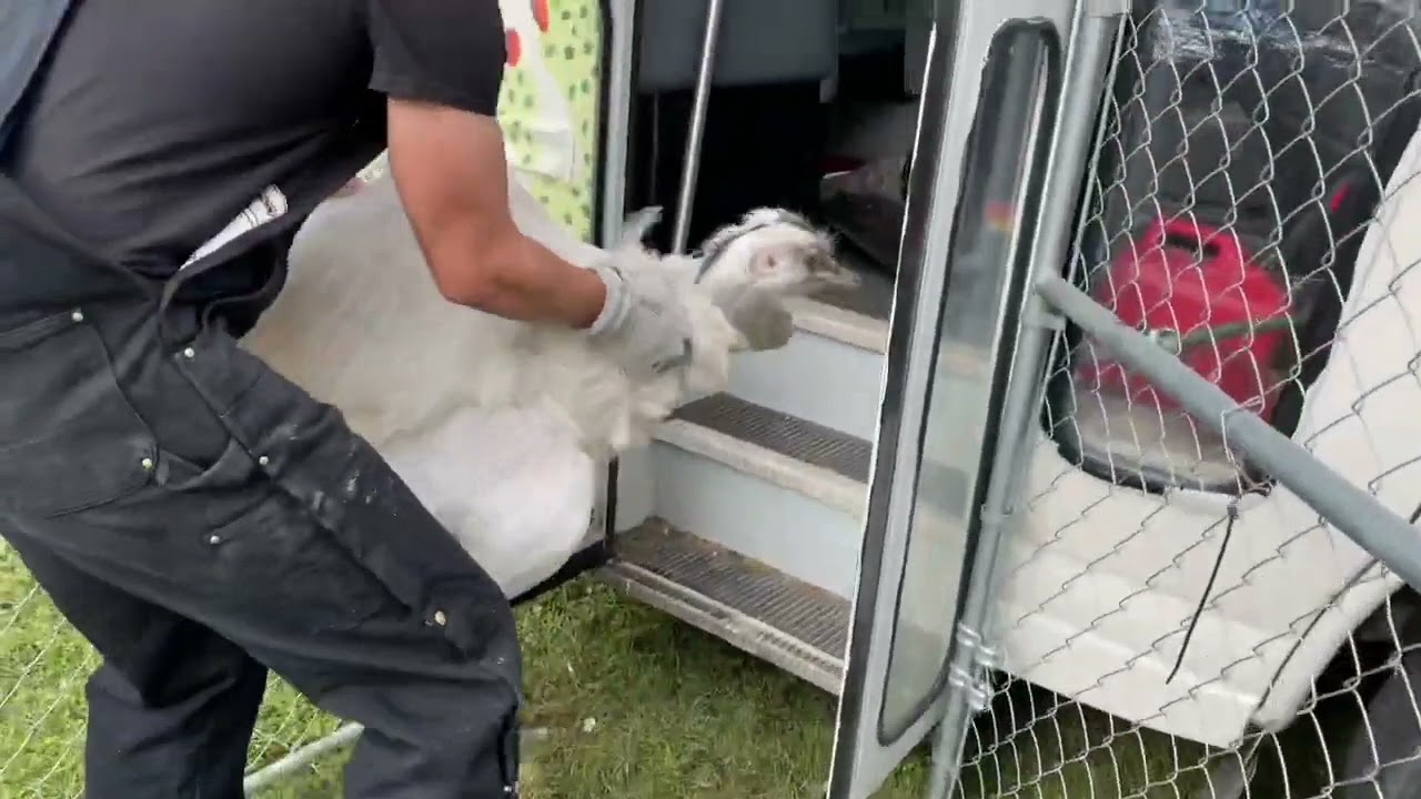 Uncle Ben Helps Kevin The Rhea onto the bus - YouTube