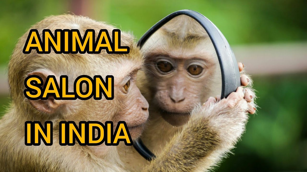 Monkey Shave Beard in India | Salon for your Pet - YouTube