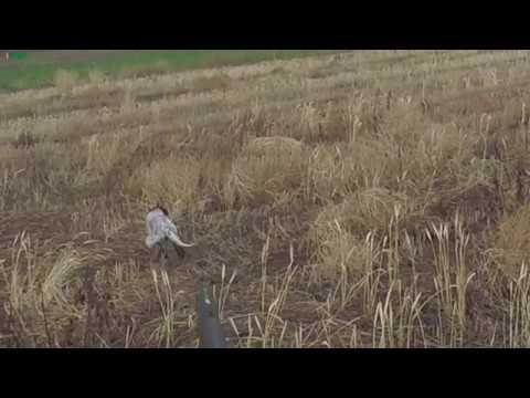 ΦΕΡΜΑ ΣΕ ΠΕΡΑΣΜΑΤΑΡΙΚΟ ΟΡΤΥΚΙ ΣΤΗ ΘΕΣΣΑΛΙΑ - YouTube