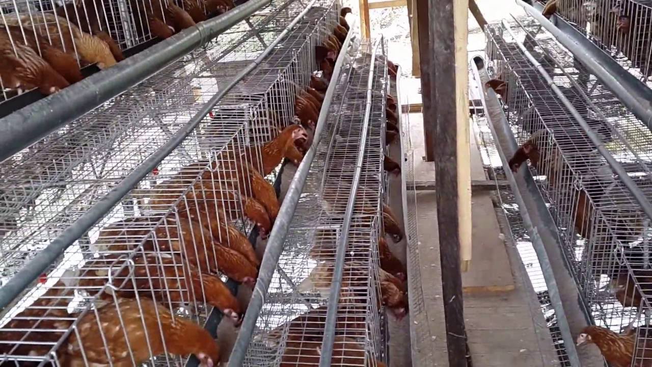 Integrated Poultry Farming - YouTube