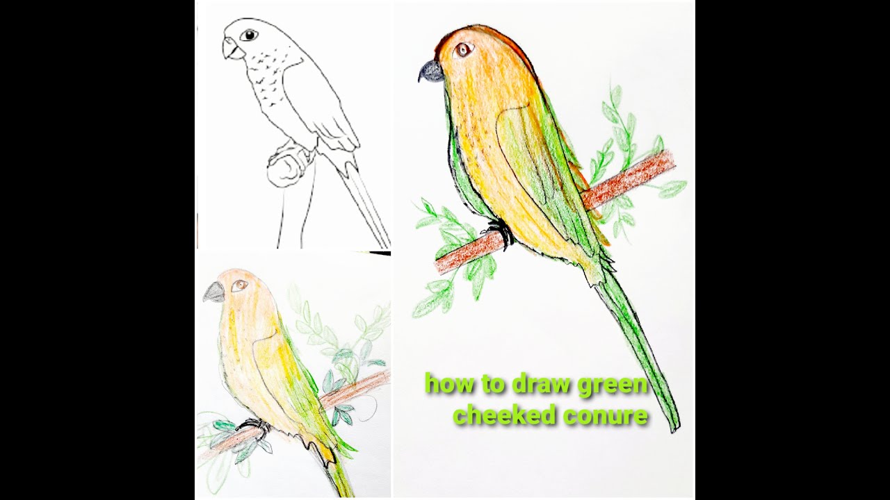 How to draw a green cheek conure, draw so cute conure - YouTube