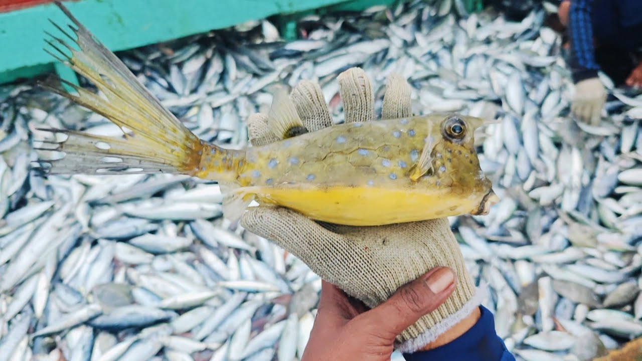 Salah Dimana? Air dan Arus Laut Bagus Kenapa Ikan Begini Gak Bisa ...