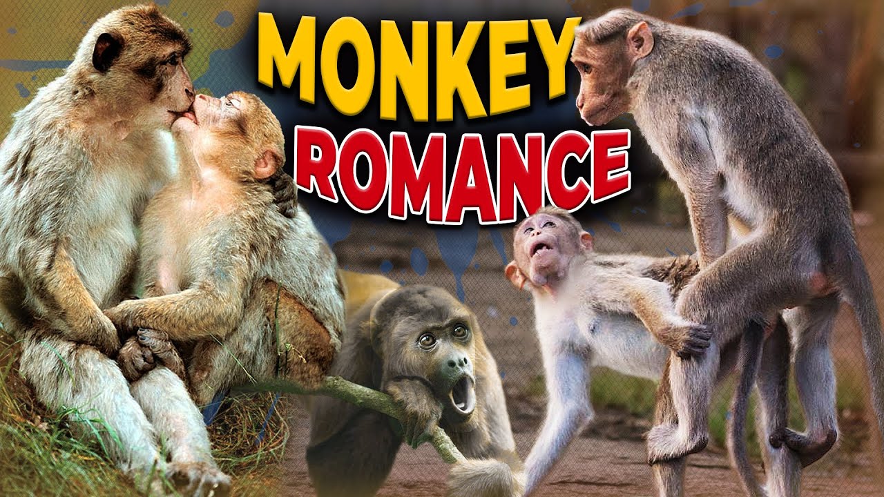 Monkey Romance in Forests | Mating Monkey | Baby Monkey | Kiki Monkey | Bandar Video | Wild Life ...