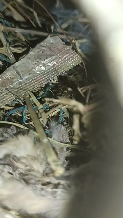 JAVA SPARROWS EGGS😊PLZ LIKE & SUBSCRIBE #birds #viralvideo #javasparrow ...