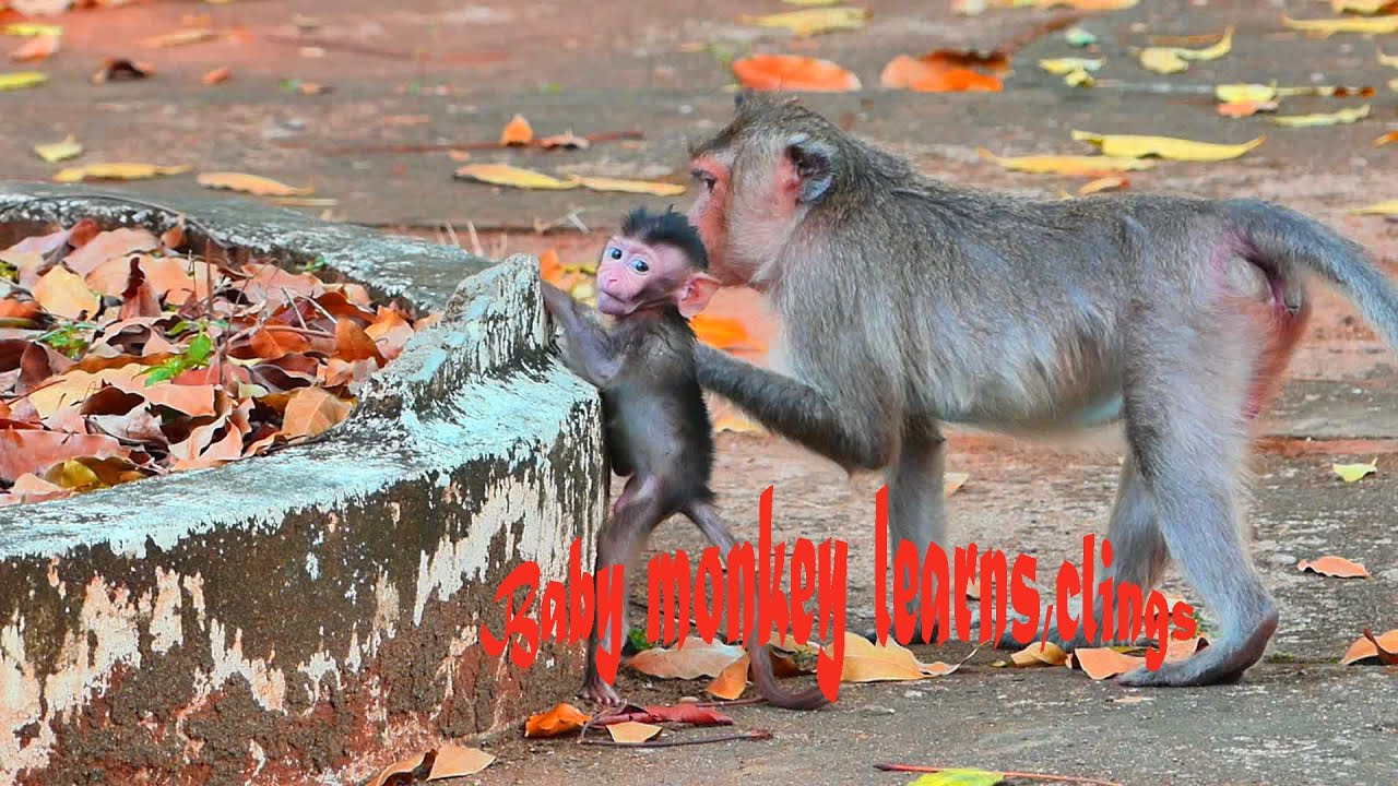 Baby monkey learns,clings. - YouTube
