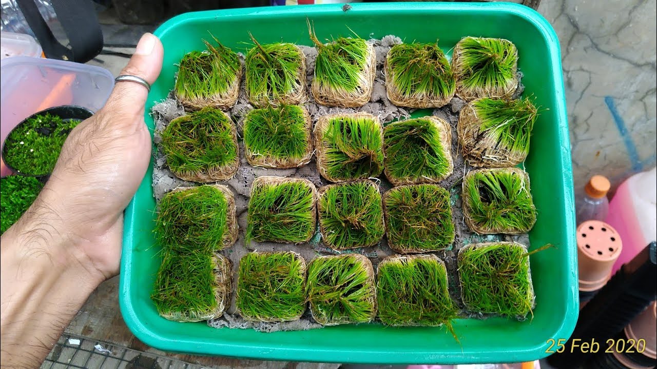 Tutorial budidaya tanaman hair grass dan ultricularia - YouTube