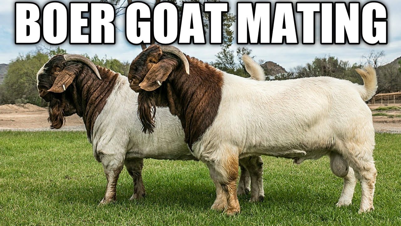 Boer Goat Mating | Farming Boer Goat Fullblood - YouTube