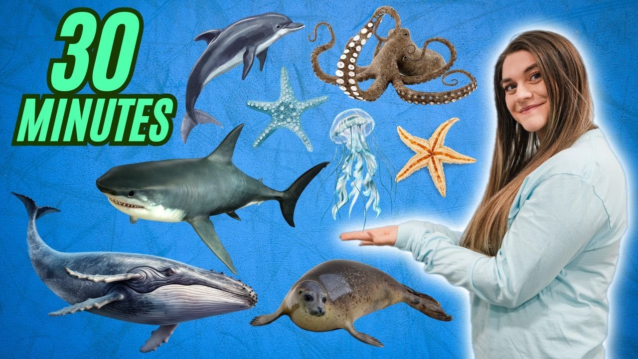 30 MINUTES EASY ENGLISH Sea Animal For Everyone | Learn English ...