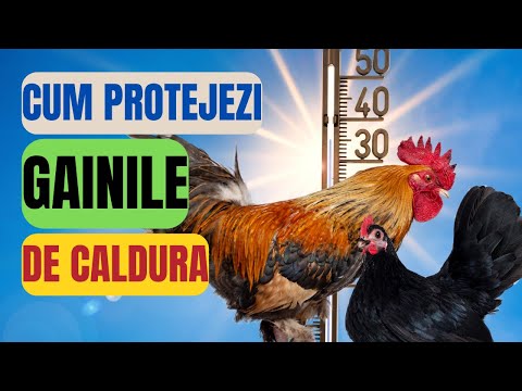 Cum protejezi GAINILE pe timp de canicula - YouTube