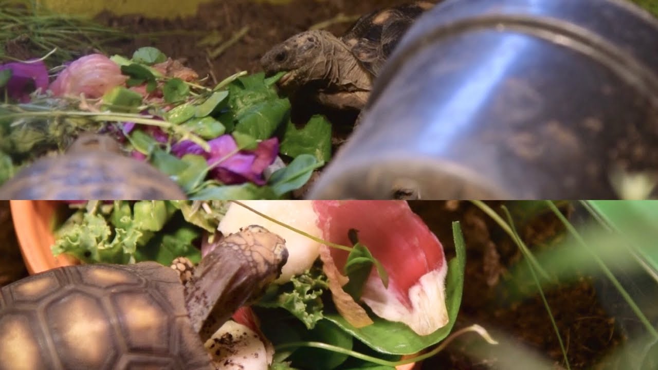 Que dar de comer a nuestras tortugas terrestres? Salimos a recolectar ...