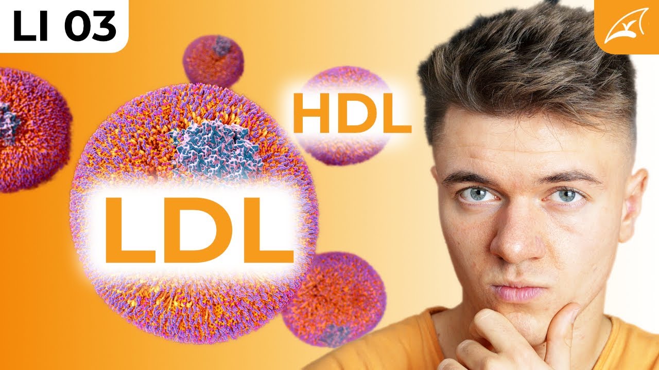 Lipoproteine - einfach erklärt! // HDL, LDL, vLDL, IDL, Chylomicronen ...