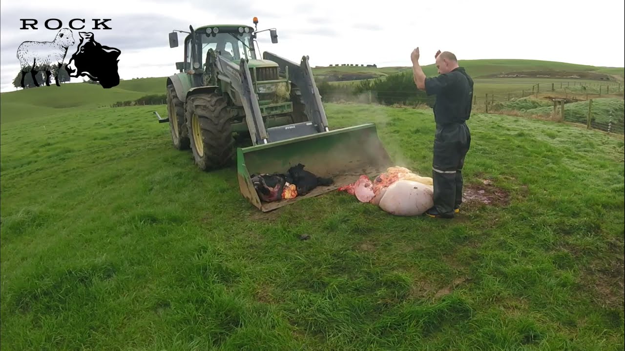 How to put cattle guts in a tractor bucket. - YouTube