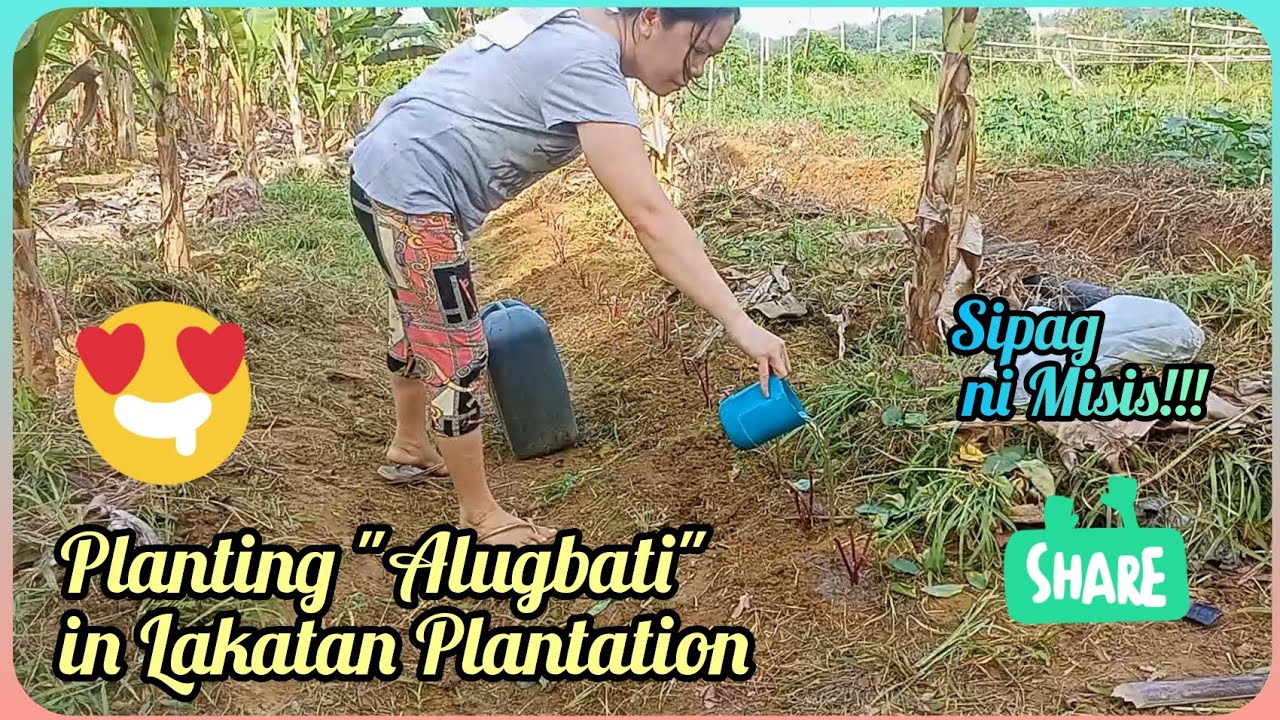 『Planting "Alugbati" in Lakatan Plantation』〘Sipag ni Misis〙 - YouTube