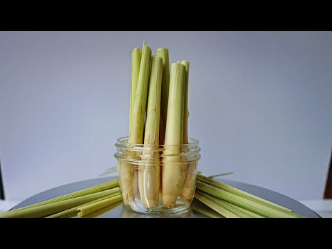 Propagating Lemongrass From Store Bought (Short Video)