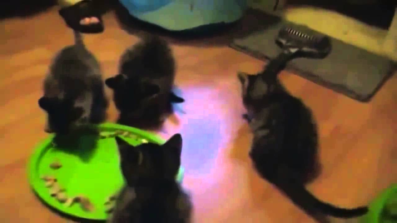 Funny Kittens Food Fight Edition 2014 - YouTube