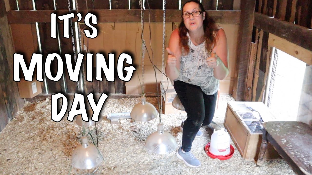 It’s Moving Day! Homestead, Farmers Market and Chickens VLOG - YouTube