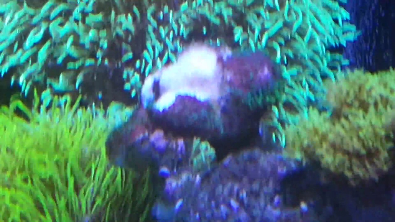 **Asterina starfish** Killing Coral...Time for PLAN B - YouTube