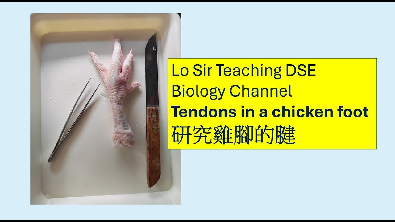 Lo Sir Teaching DSE Biology Channel - tendons in a chicken foot - YouTube