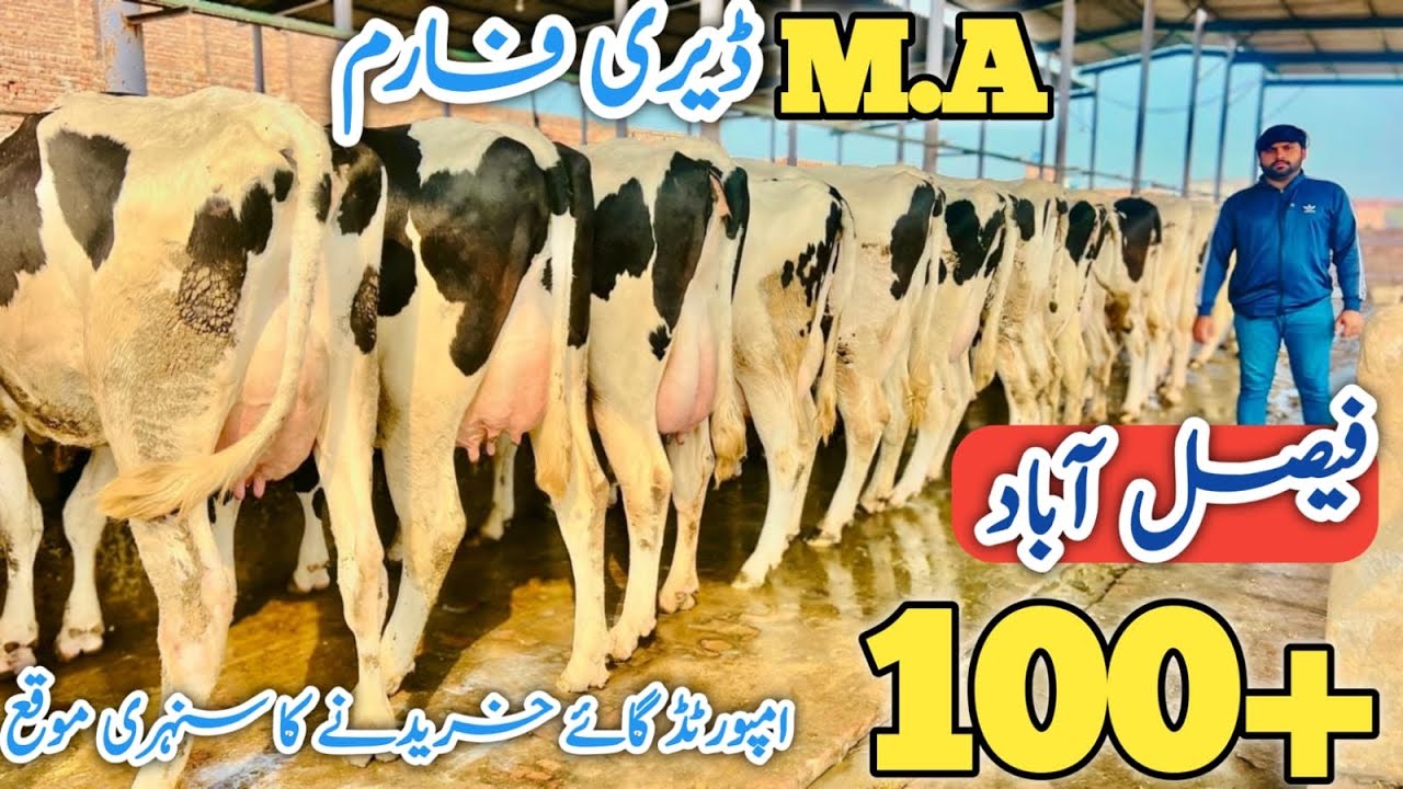 Faisalabad | 100+ imported cows For sale at M.A Dairy Farm - YouTube