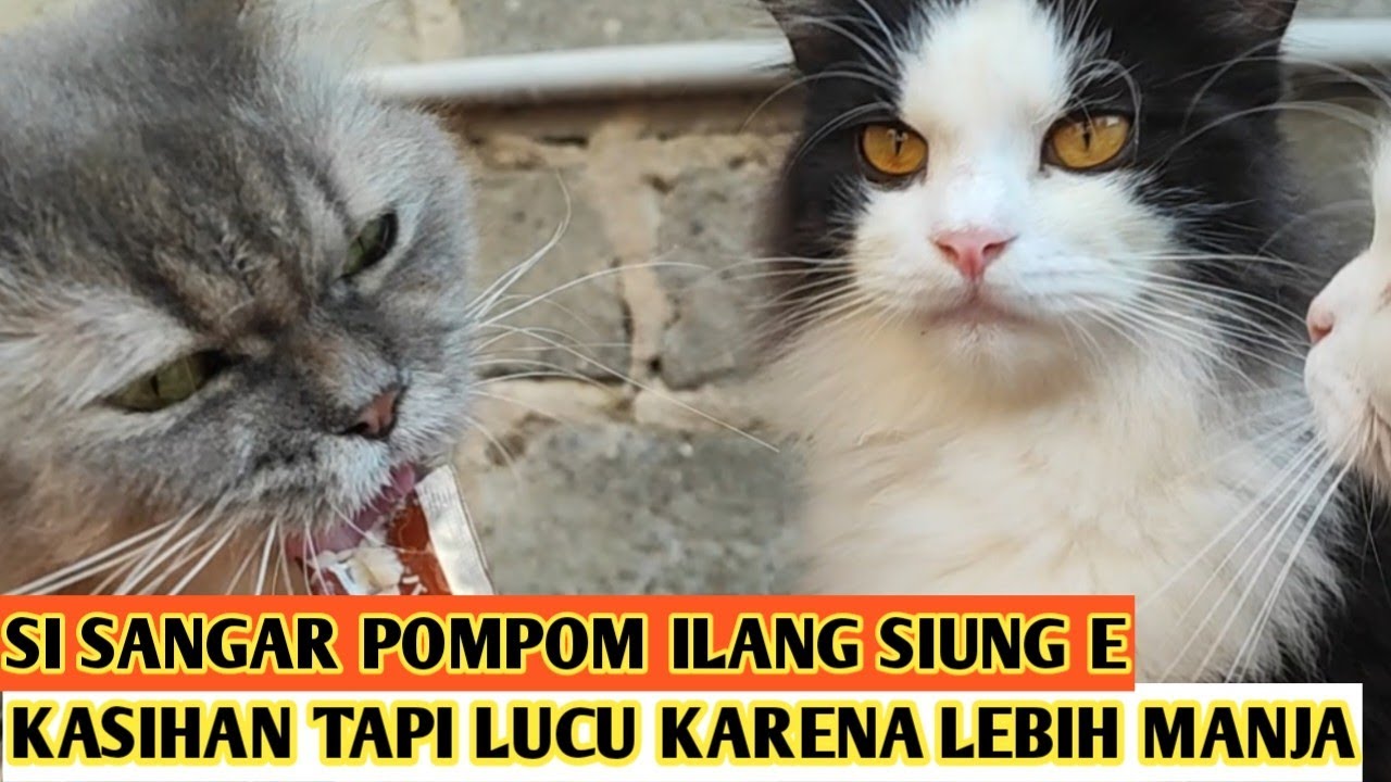 KASIHAN TAPI LUCU POMPOM SI KUCING SANGAR HILANG SIUNG E @miumeow - YouTube