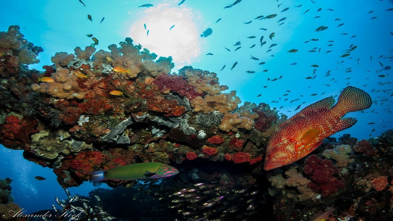 Diving Sodwana Bay 9 mile - Travel To Dive - YouTube