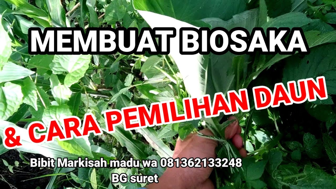 CARA MEMBUAT BIOSAKA TEKNIK TRIK PEMILIHAN DAUN DAN WAKTU YANG PRIMA ...