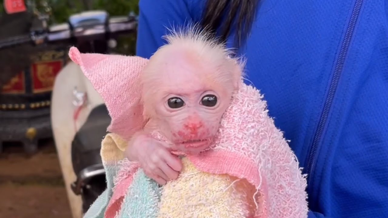 Baby monkey MiMi is crying and looking for mom - YouTube