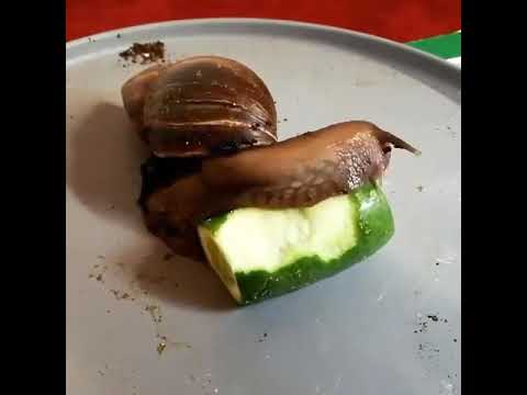 snail eat cucumber - YouTube