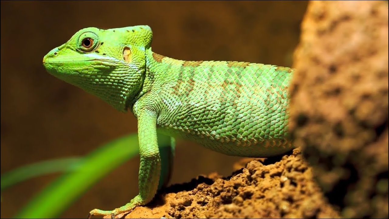 Animals | birds | full 4K HD video | nachural full HD video - YouTube