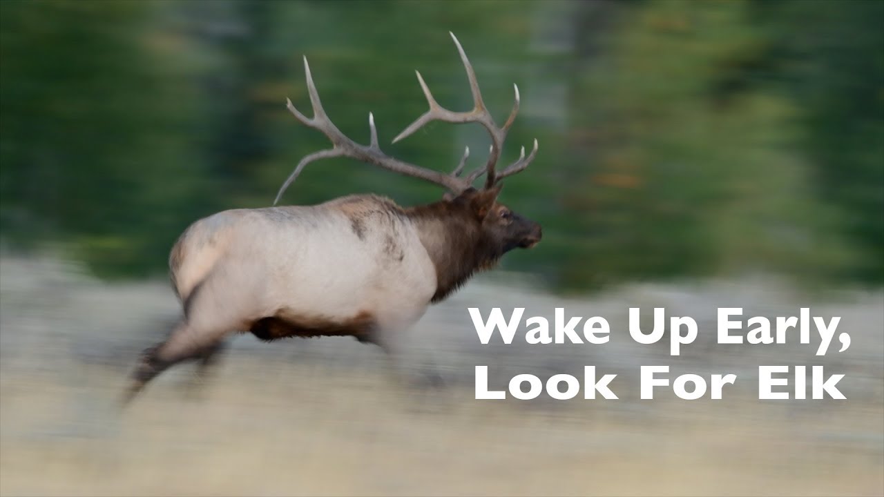 Early Morning Elk Photography in the Tetons (and Moose and Bears) - YouTube