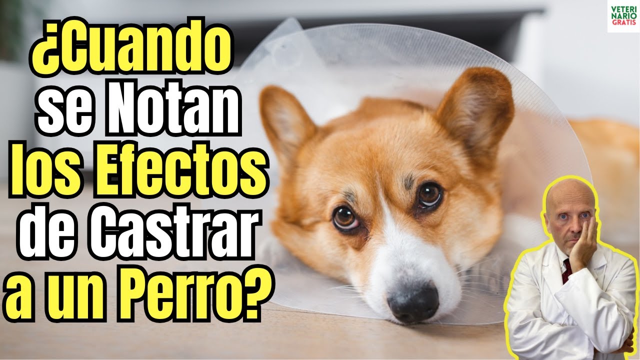 😱 ¿CUANDO SE NOTAN LOS EFECTOS DE CASTRAR A UN PERRO? 😱 - YouTube