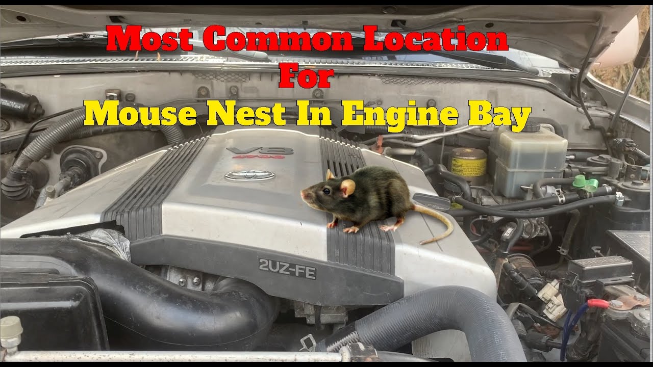 Mouse Nest in Your Engine Bay? 🐭 Find & Remove It! (Land Cruiser 100 ...